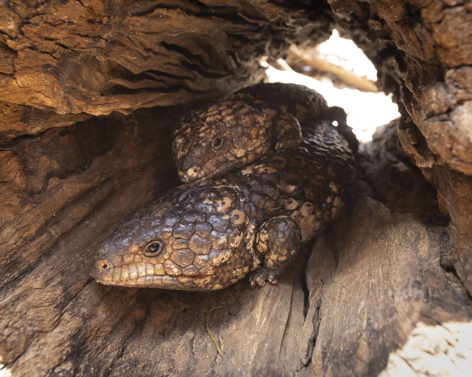 Lizards’ love lasts a lifetime | Riverine Herald