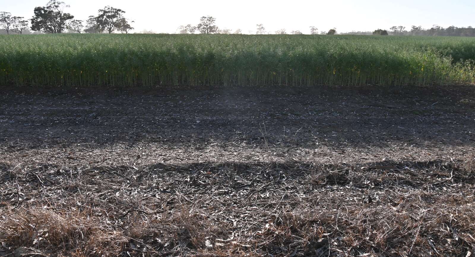 Herbicide resistance on the rise | Seymour Telegraph