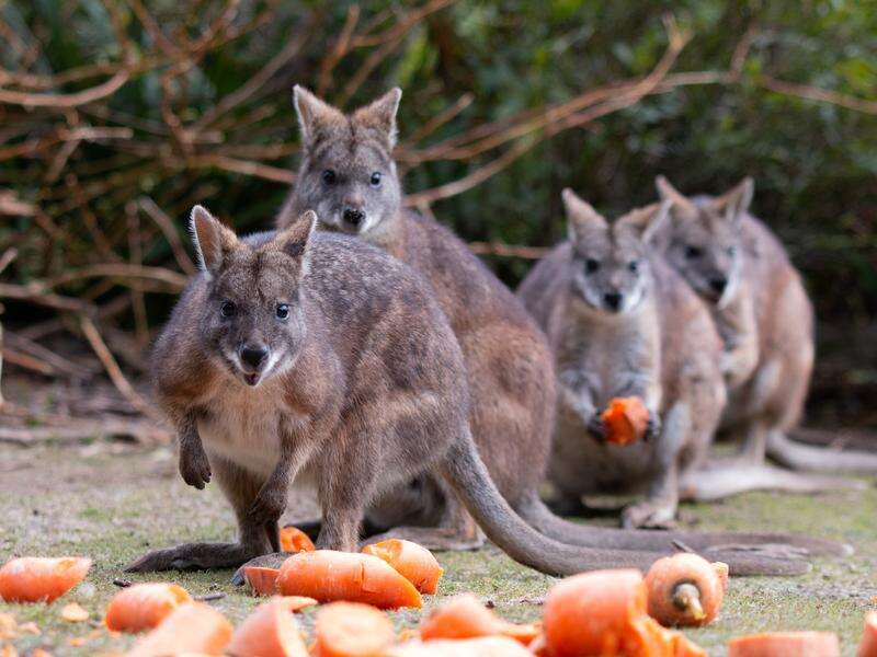 Plea to save wallabies from becoming feasts for foxes | Riverine Herald