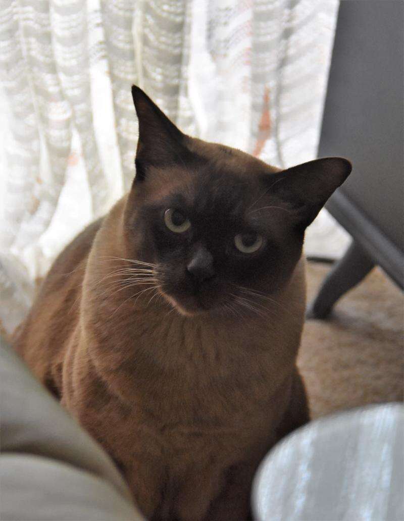Sammy the cat visits Royal Freemasons | Benalla Ensign