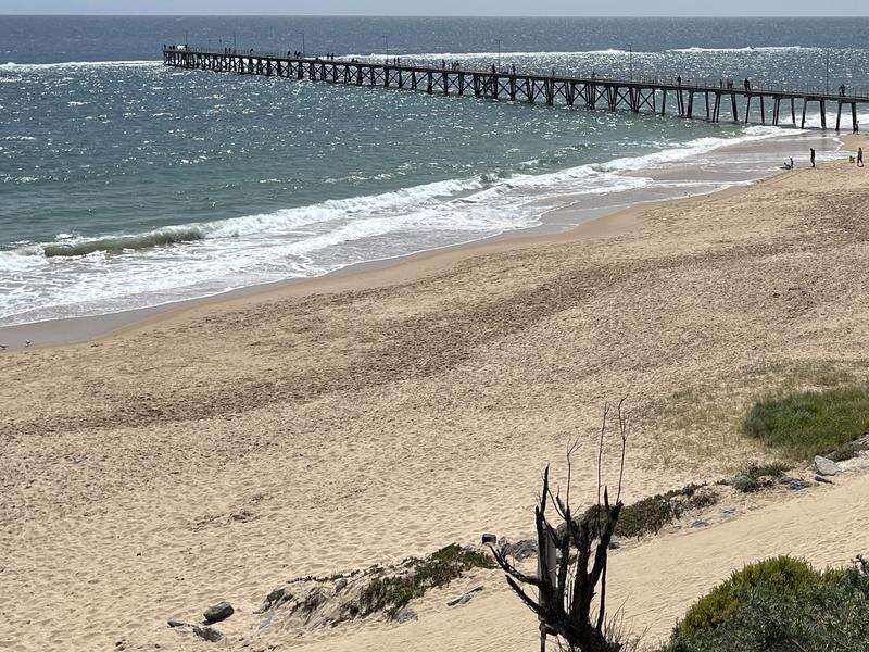 Person seriously injured after SA shark attack | Shepparton News