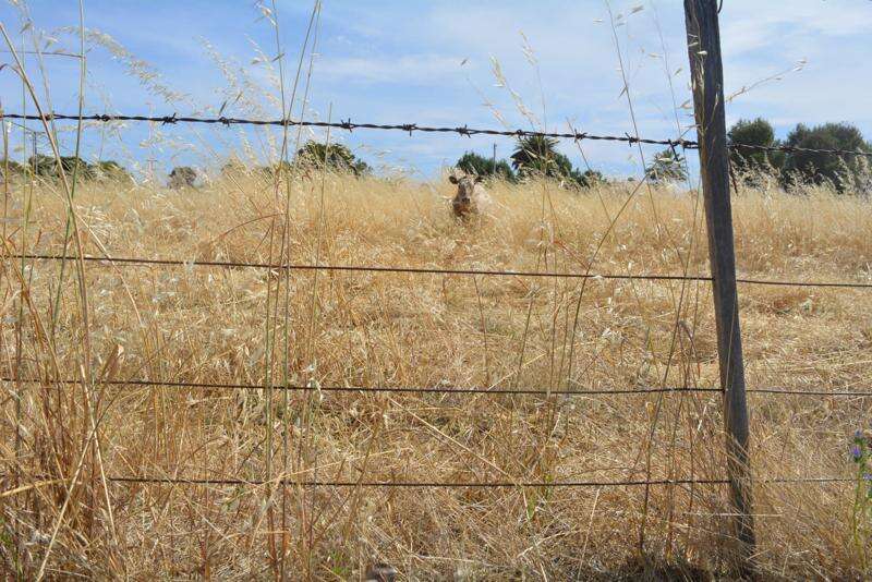 Strathbogie Shire Council offers permits for absentee landholders to ...