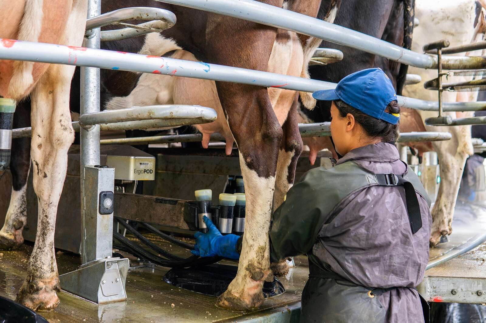 Redefine milking time with semi-robotic technology | Dairy News Australia