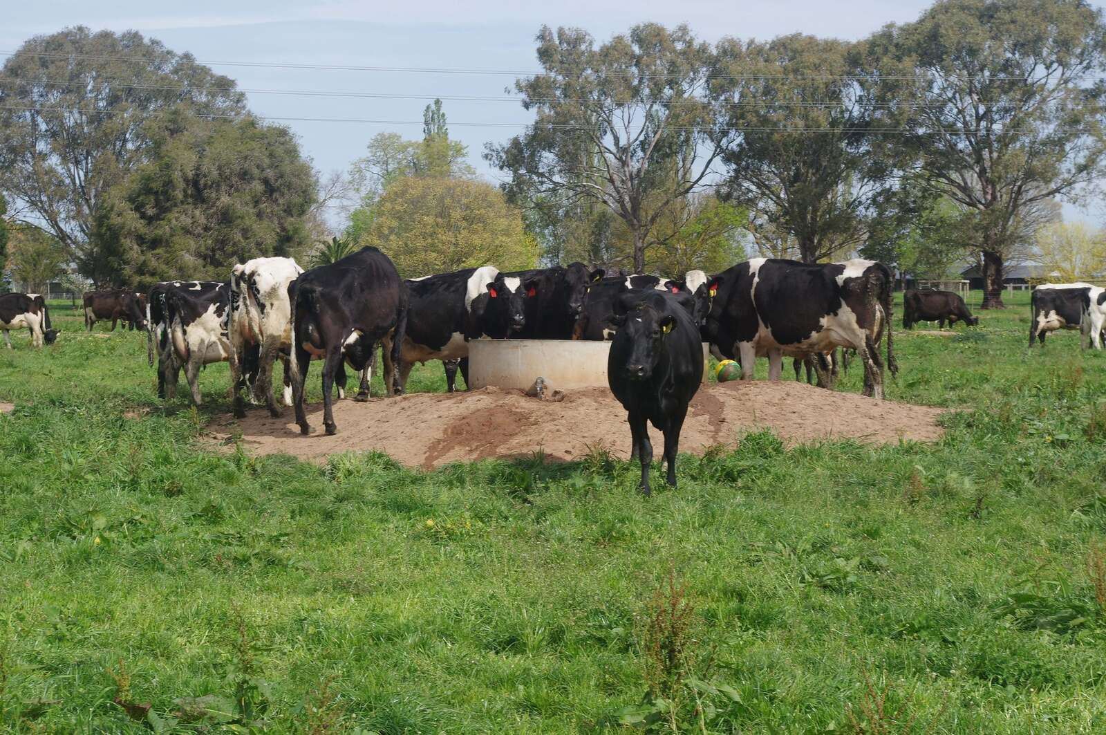 Keep your cool | Dairy News Australia