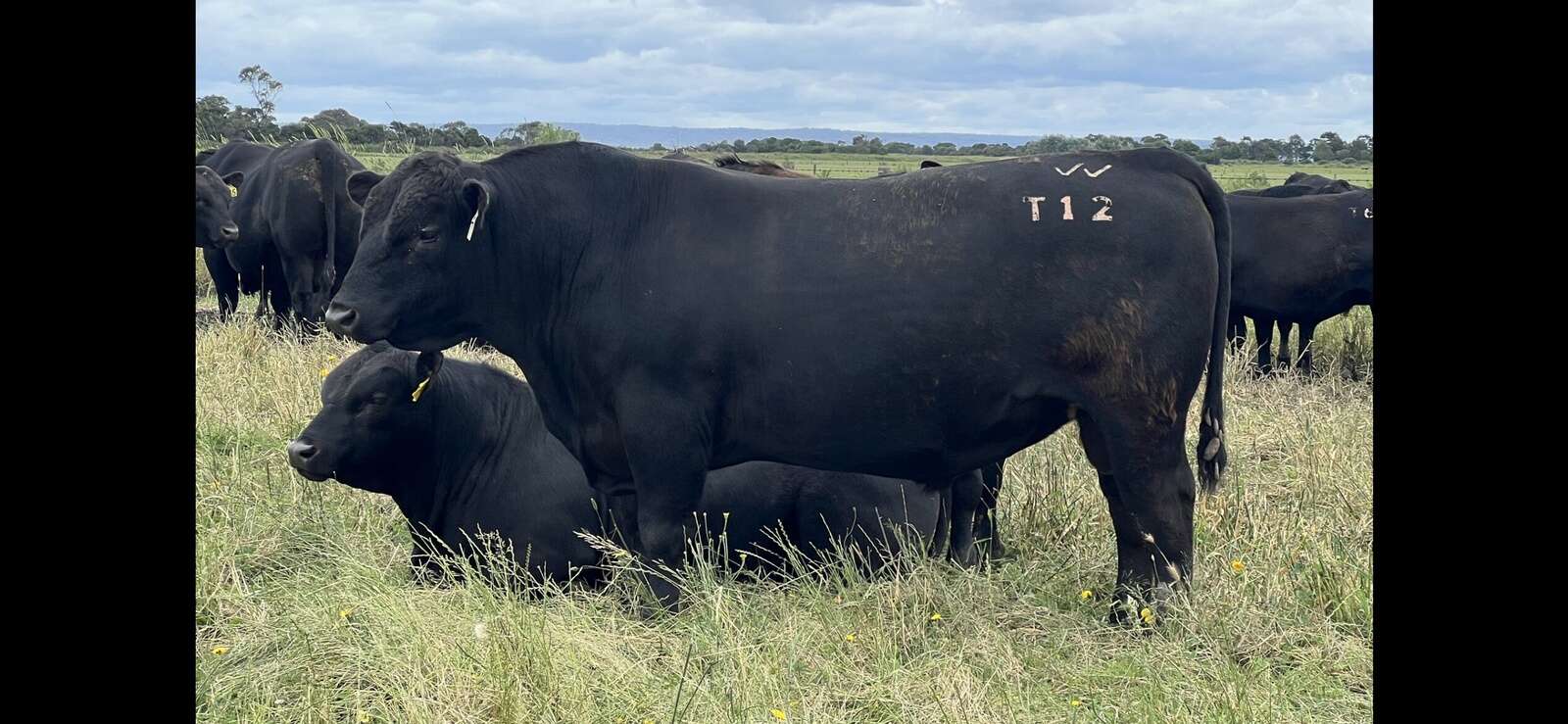 Cattle are ticking all the boxes | Country News