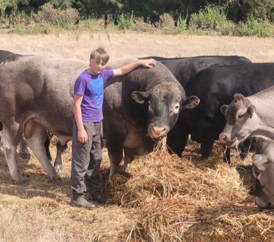 Breeding program comes alive | Dairy News Australia