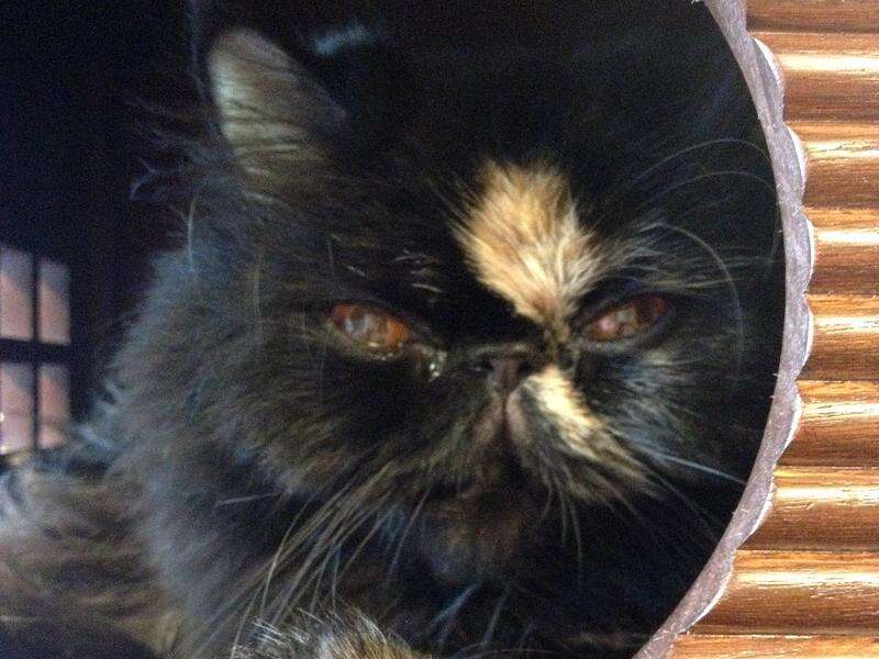 Kitty catastrophe as shelters impose 'paws' on felines | Seymour Telegraph