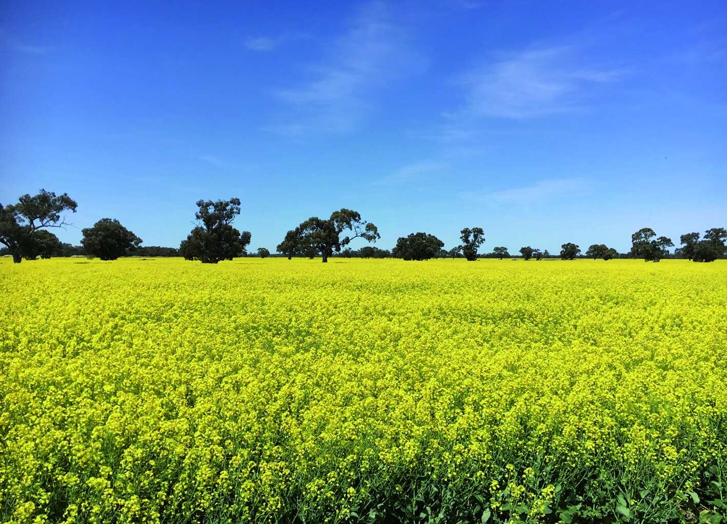 Southern Riverina irrigated cropping and livestock holding | Dairy News ...
