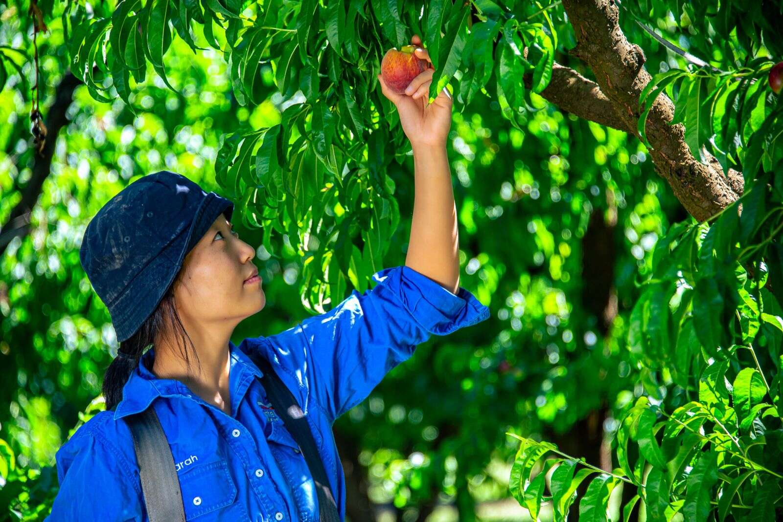 Pickers desperately needed | Country News