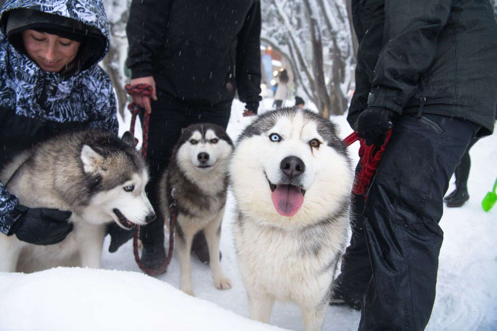 WATCH | What is Operation Eastern Snow? | Country News