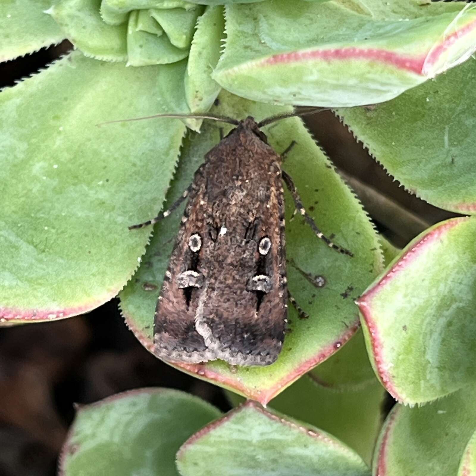 Monitoring the bogong moths | Seymour Telegraph