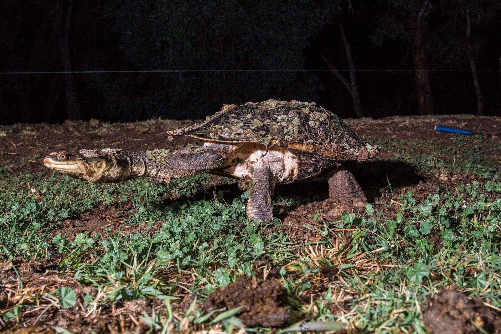 Turtles spotted exploring Greater Shepparton need our protection ...