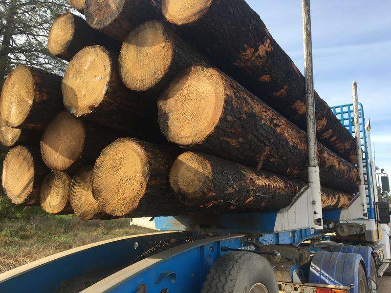Early exit from logging could 'devastate' Vic regions | Country News