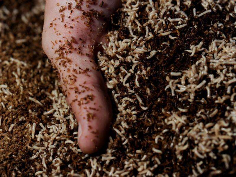 Maggot farmer named ACT Australian of Year | Shepparton News