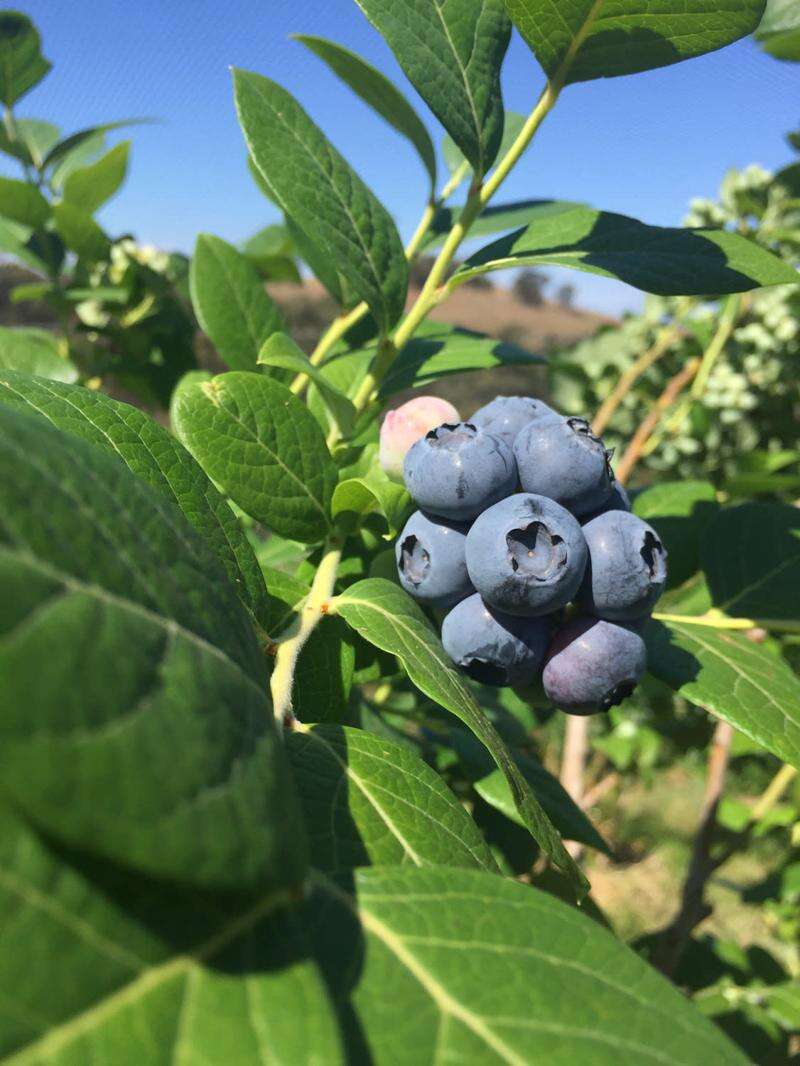 Great year for blueberries | Country News