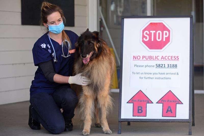 Treating Shepparton pets at a distance | Shepparton News