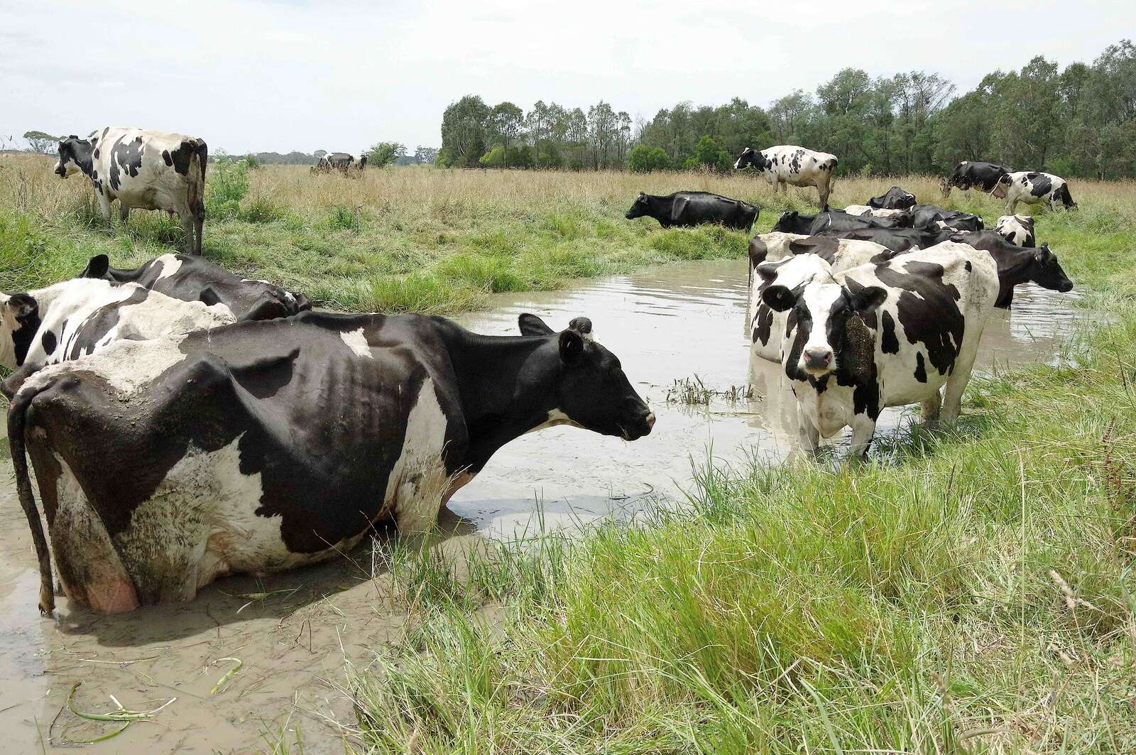 Beef measles warning | Dairy News Australia