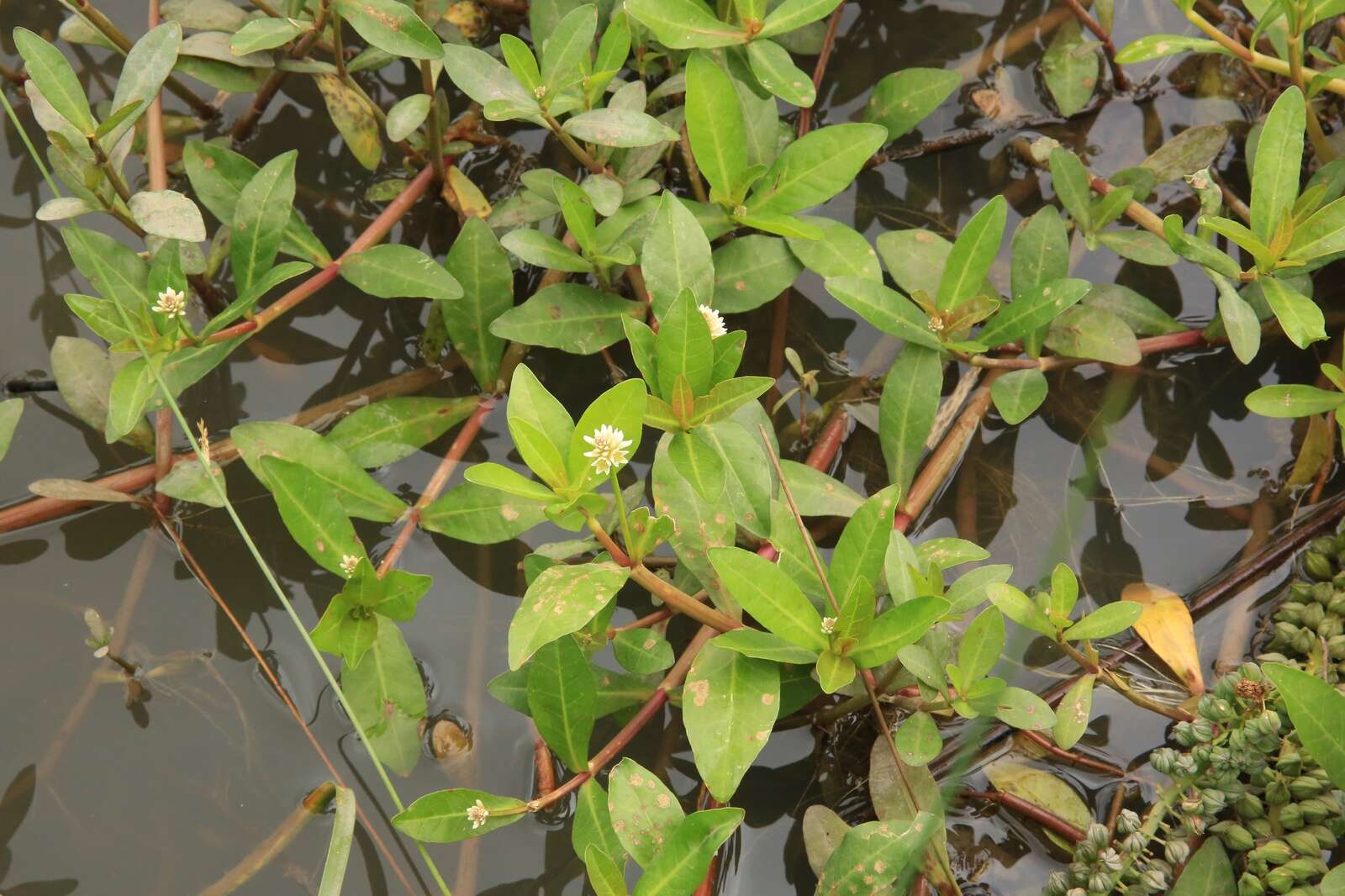 Watch out for alligator weed | Country News