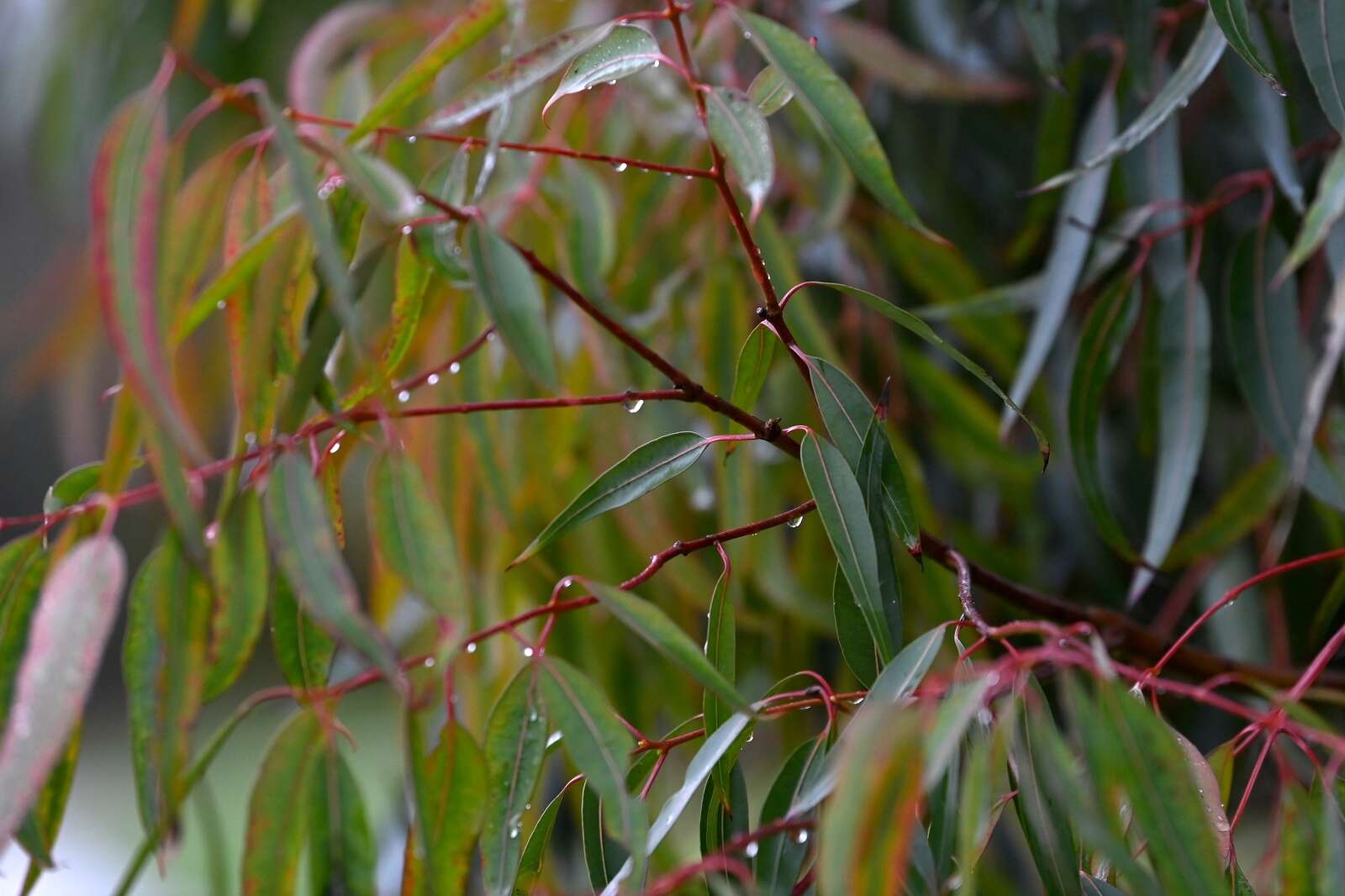 Rainy weekend across the region | Country News