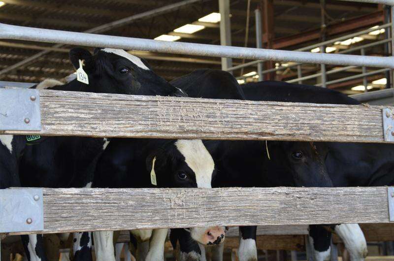 Shepparton saleyards info | Shepparton News