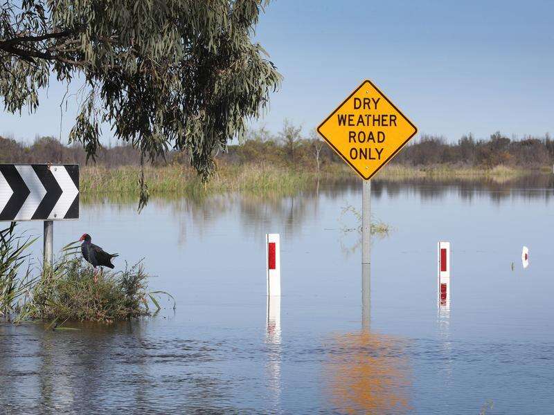 Murray reaches its peak at the SA border | Country News