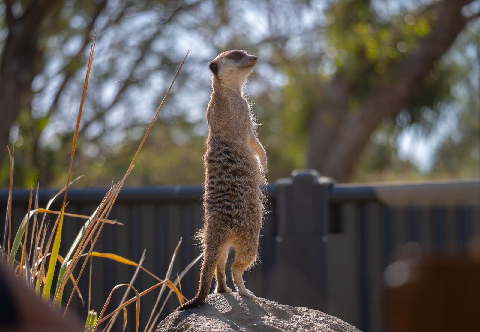 Kyabram Fauna Park makes a splash with new family attractions | Corowa ...