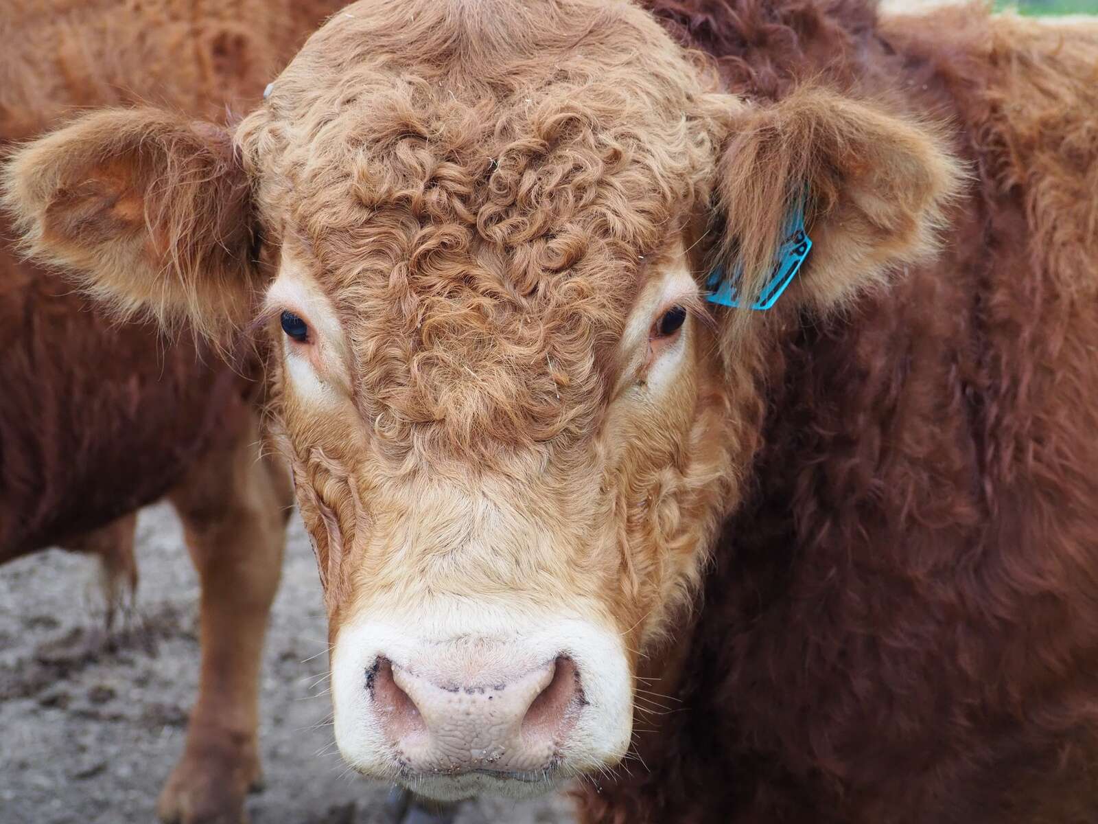 Mistletoe Limousins a legacy of quality genetics | Corowa Free Press