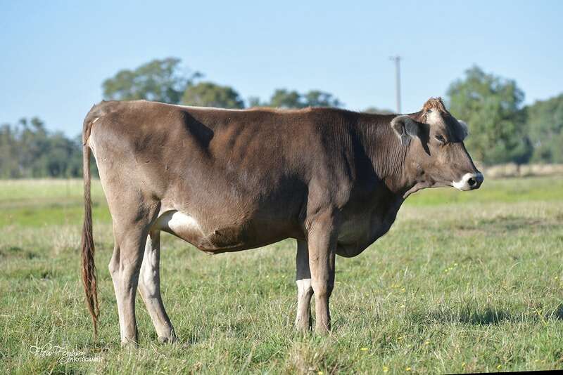 Final sale for Restdown Brown Swiss herd | Dairy News Australia