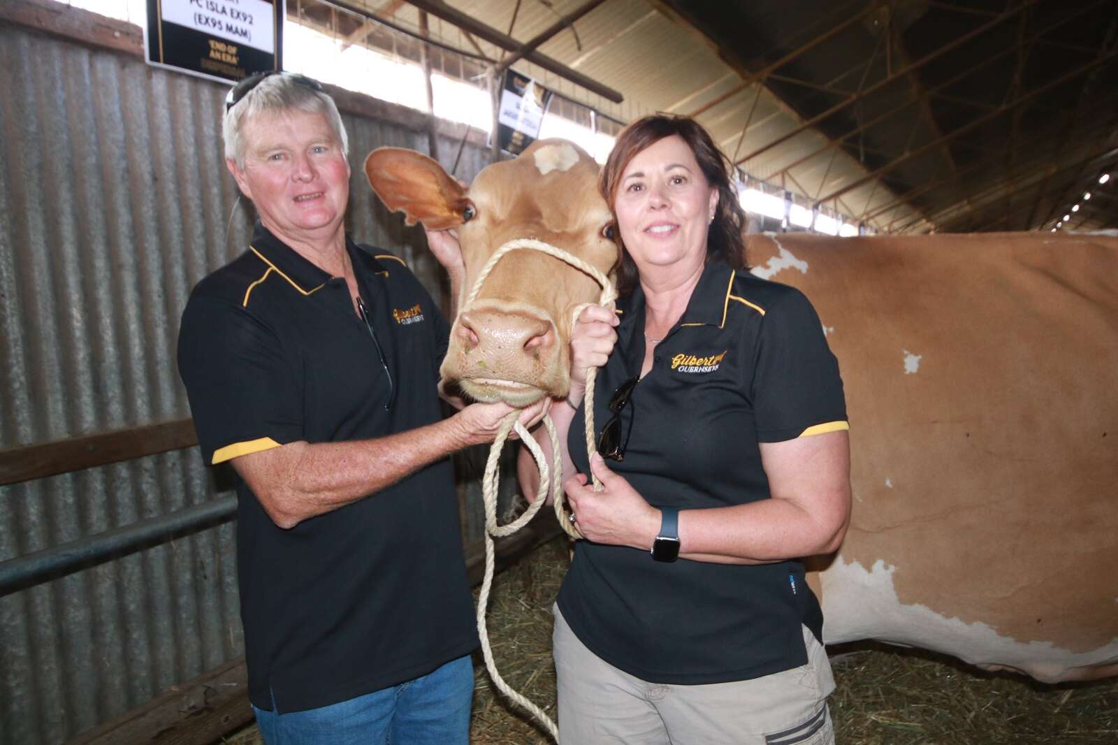 Cows take a 3000km road trip | Country News