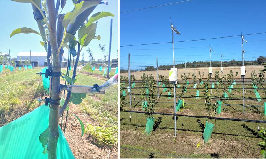 AgTech solutions for narrow orchard systems in Western Australia ...