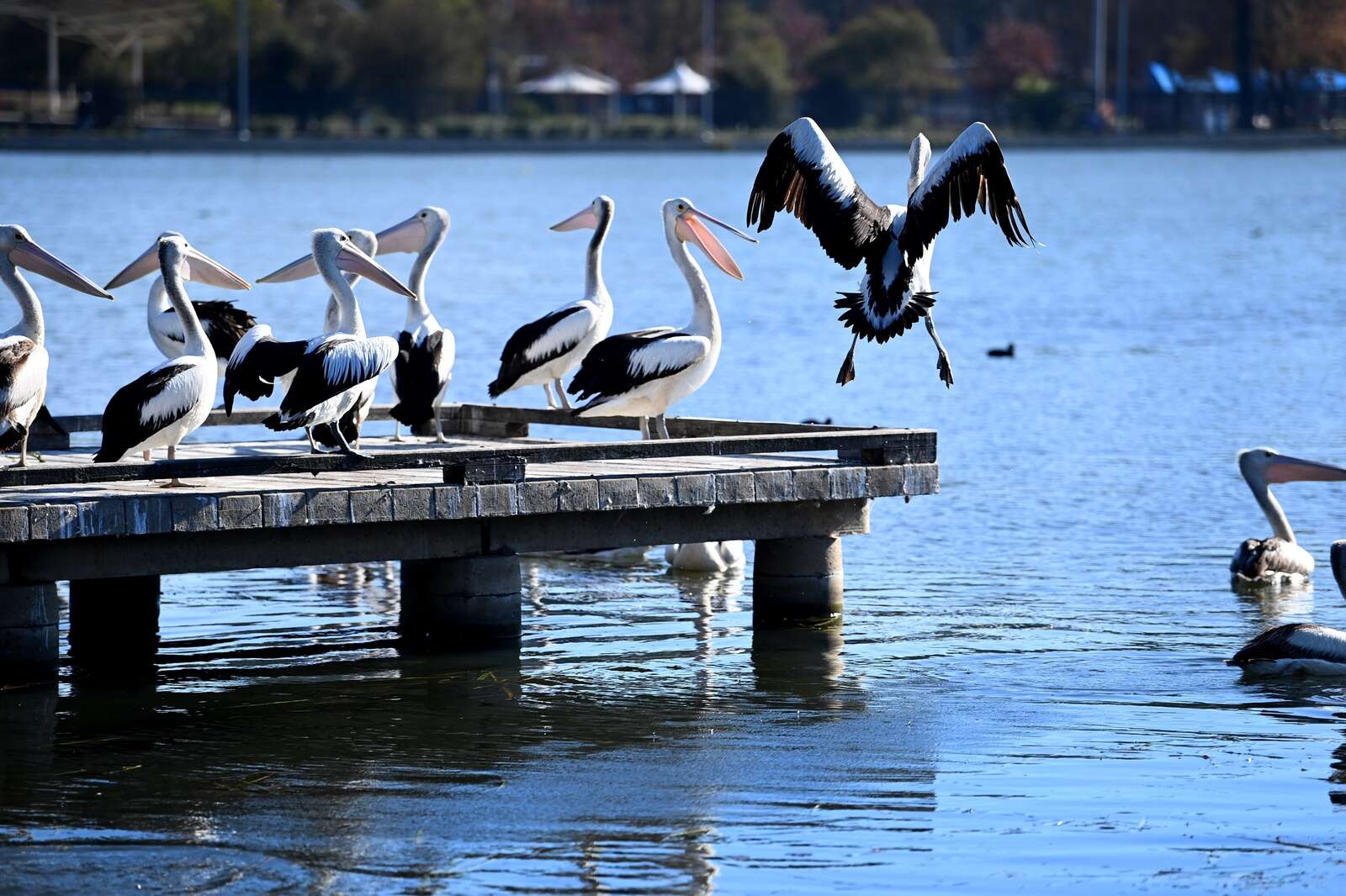 We peli-can’t believe it | Shepparton News