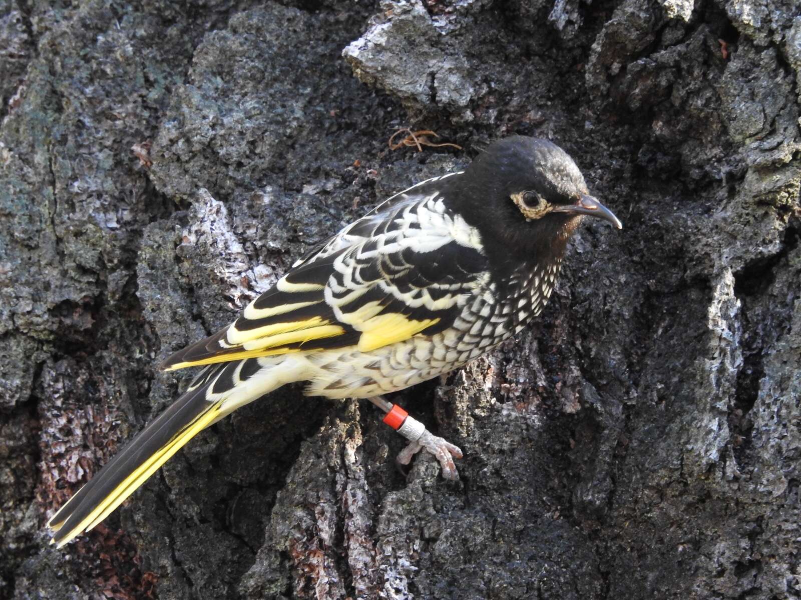 Banding together | Shepparton News