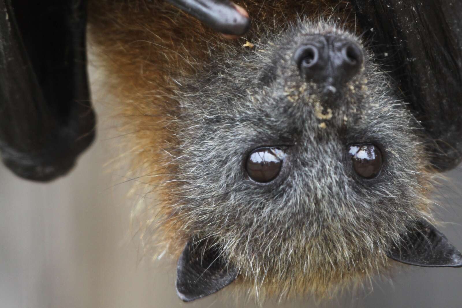 Tatura, Echuca endangered bats perish in heatwave | Riverine Herald