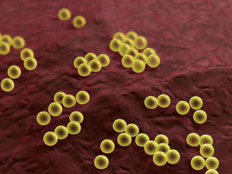 Golden staph outbreak rocks WA's premier rugby comp | Deniliquin ...