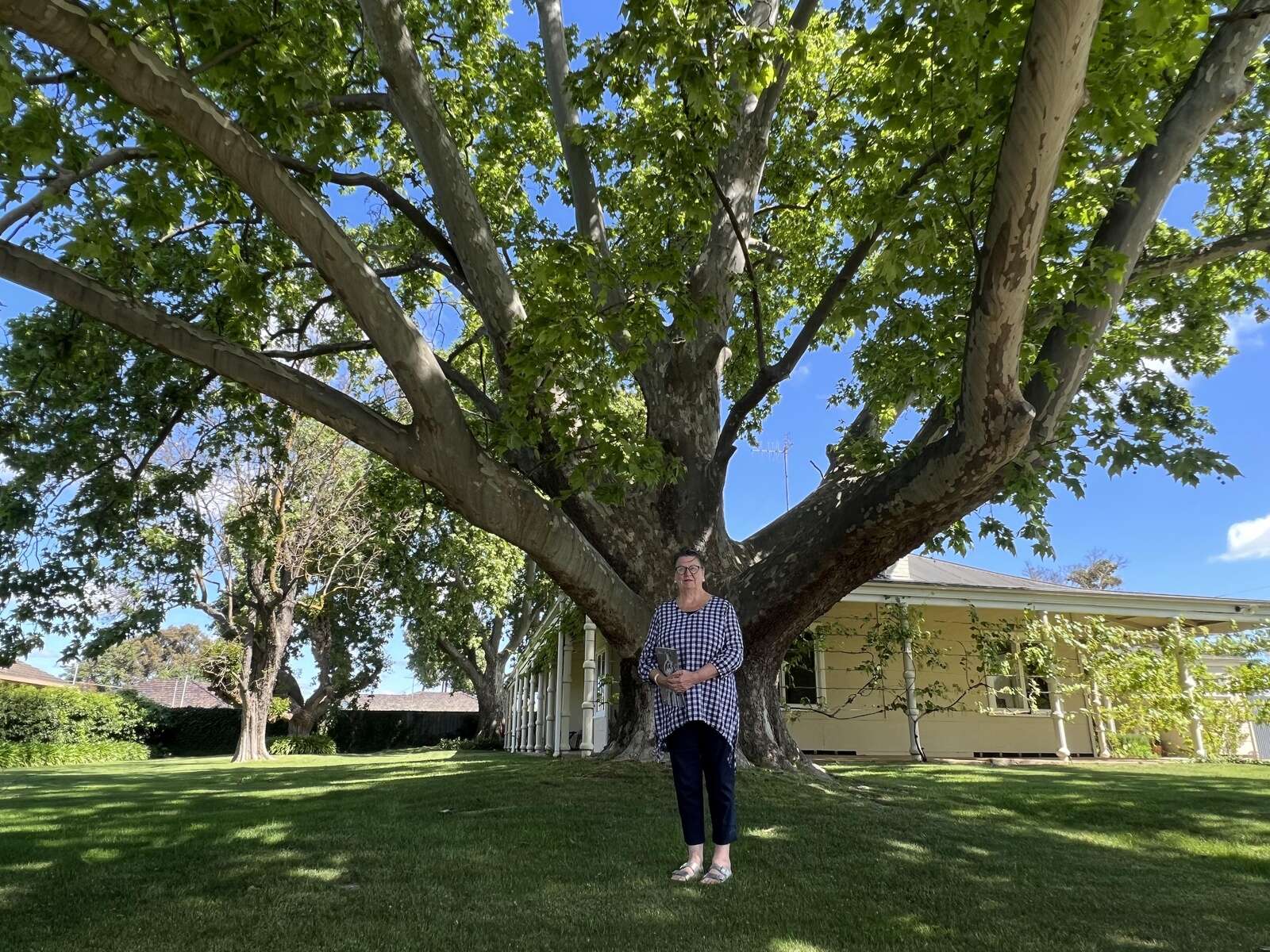 Kyabram home to nominated tree | Cobram Courier