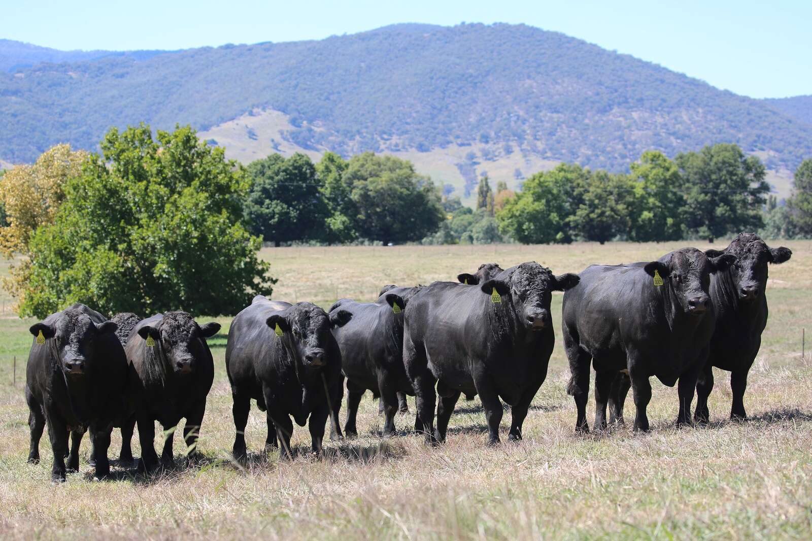 Brewer Beef's bold move | Riverine Herald