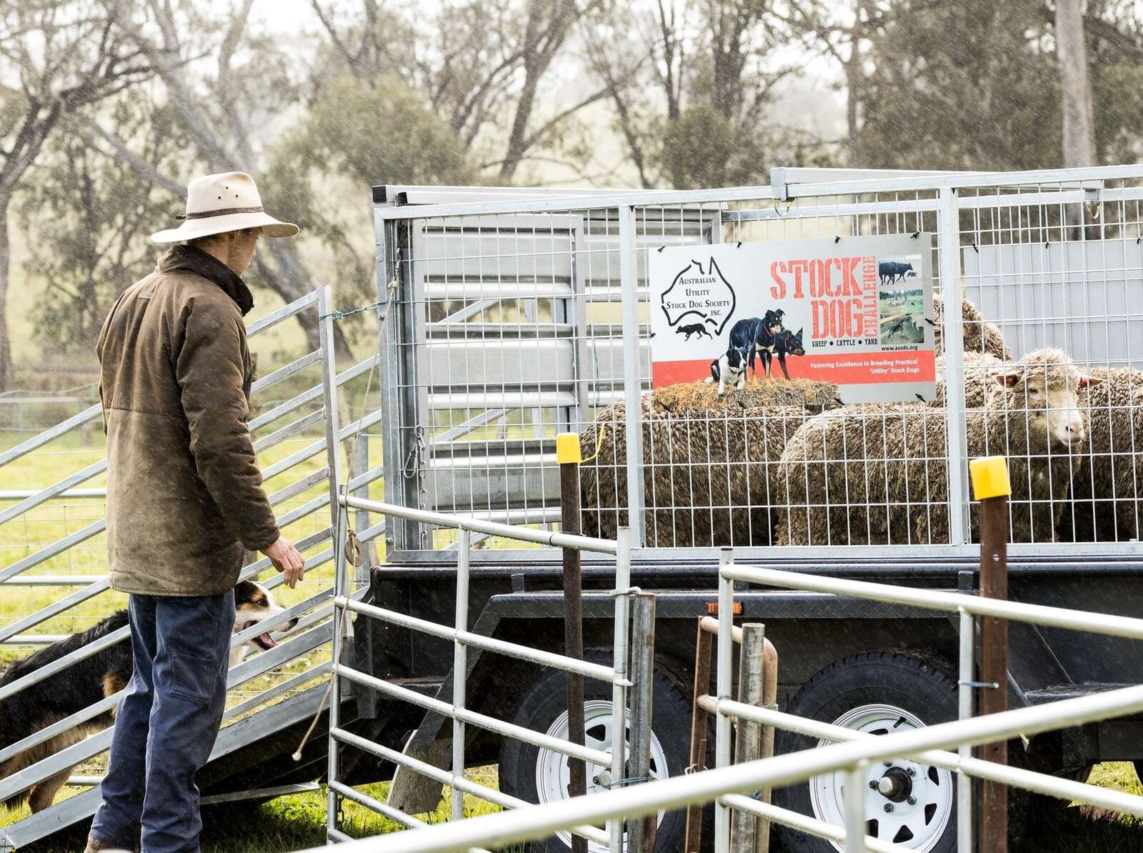 Australian Stock Dog Challenge showcases top working dogs | Shepparton News