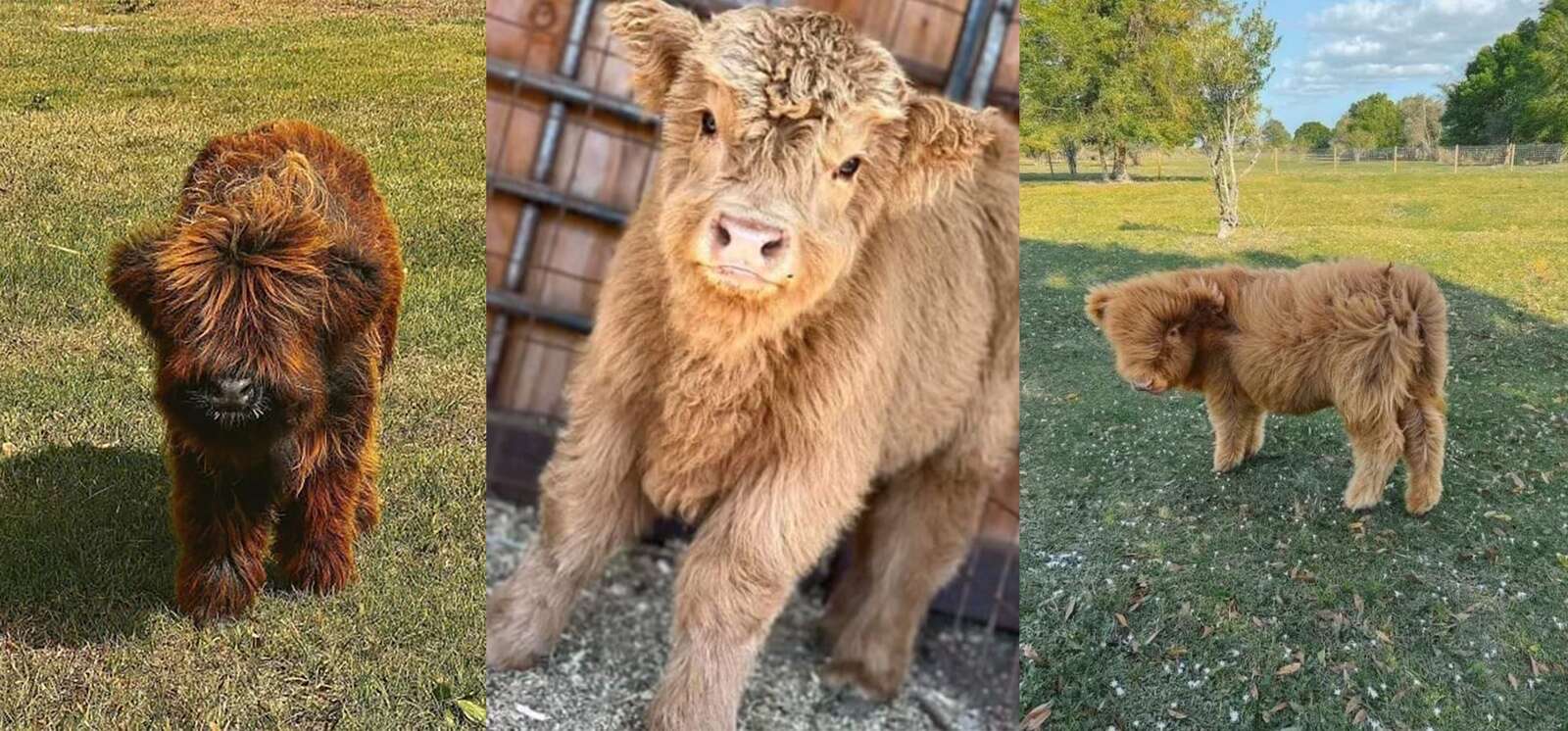 Social media is being used in the latest livestock selling scam ...