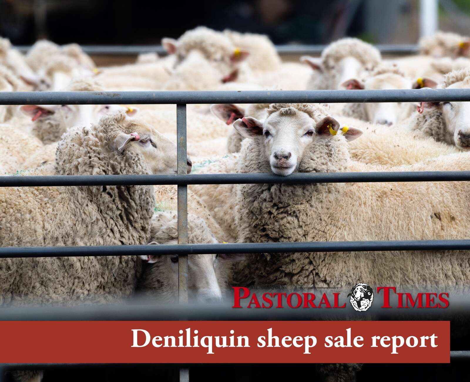 Sheep prices solid despite loss of condition | Deniliquin Pastoral Times