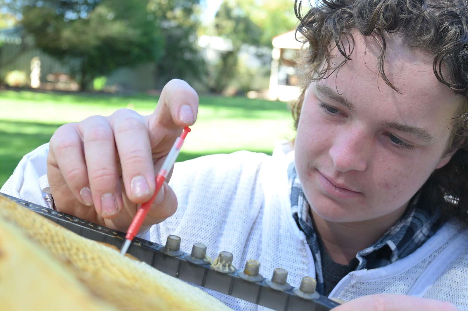Logan’s busy with his bees | Country News