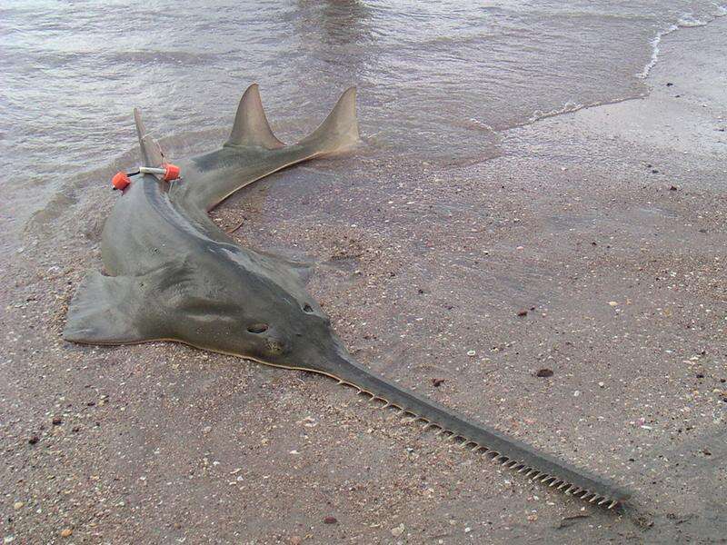 Sawfish secrets could help save the threatened species | Country News