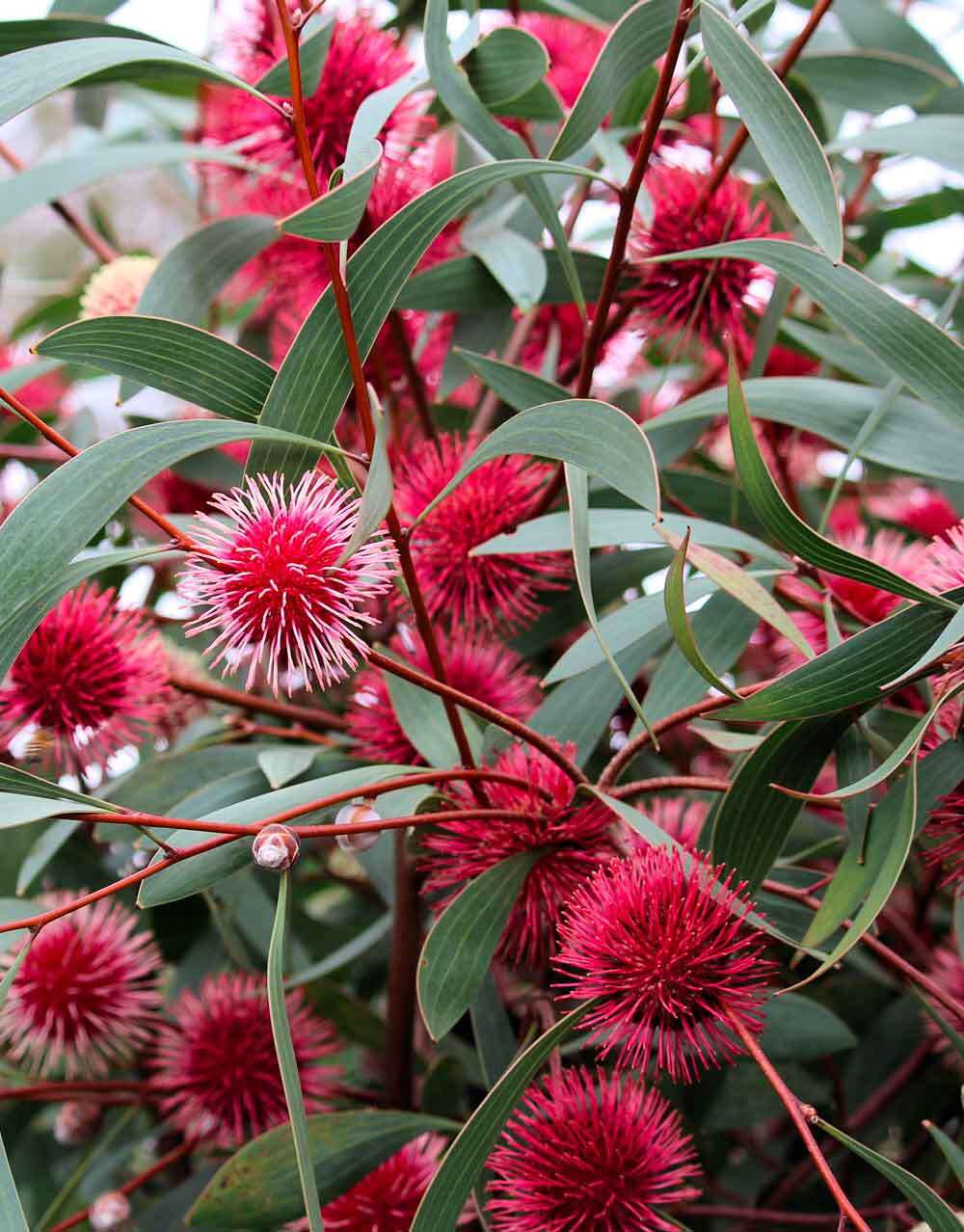 Growing for Success | Native plants thrive in autumn | Shepparton News