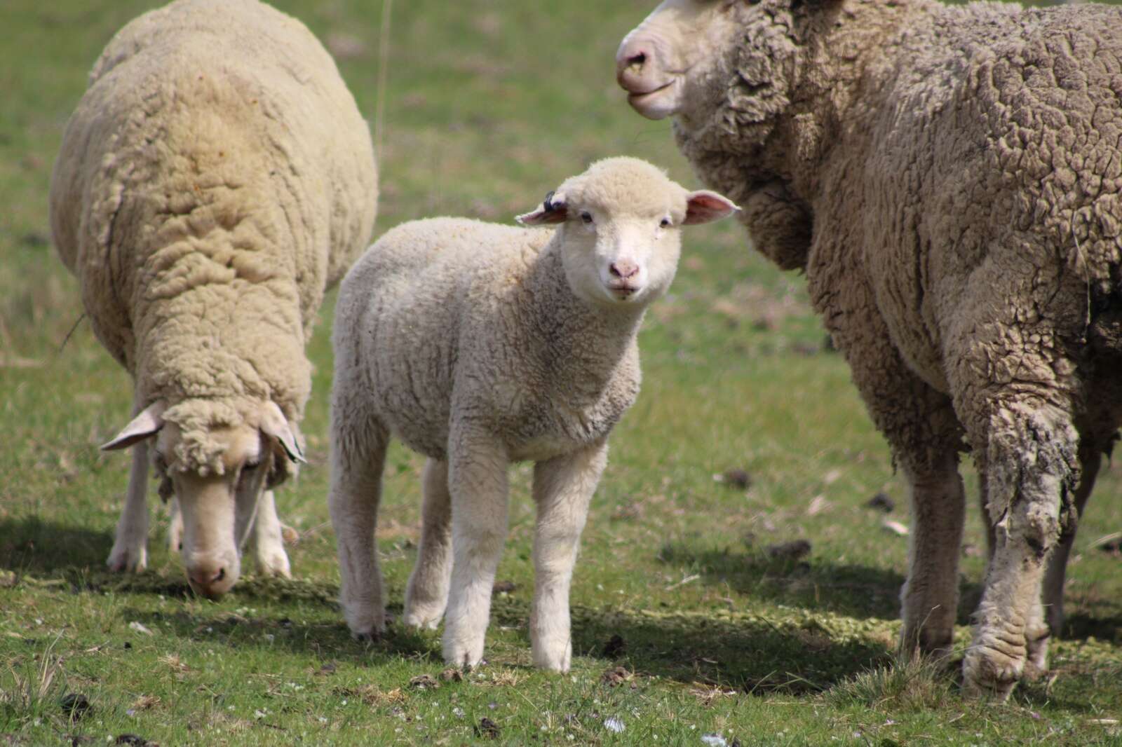 Pasture research boost for sheep | Shepparton News