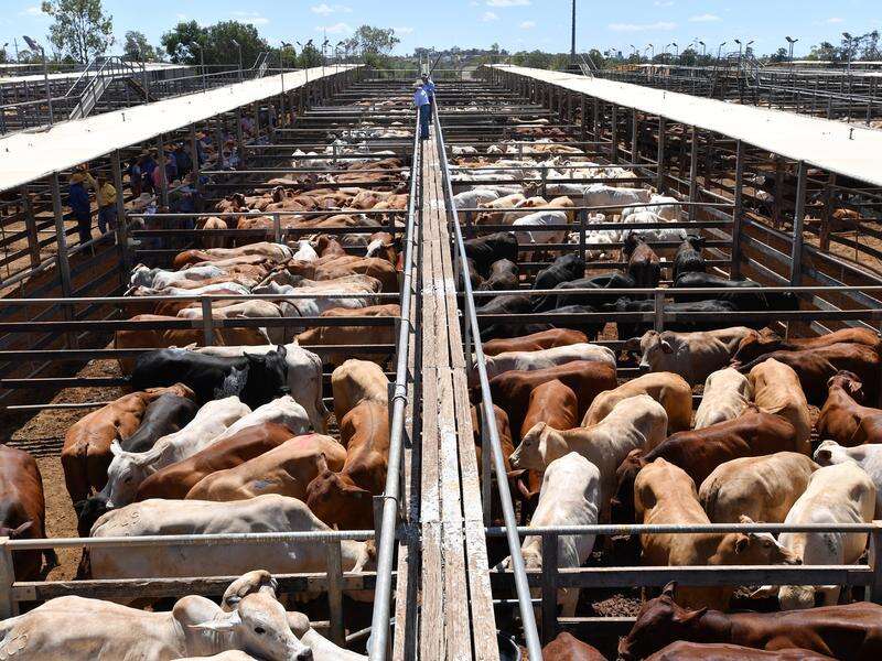 Rising livestock prices behind agricultural growth | Country News