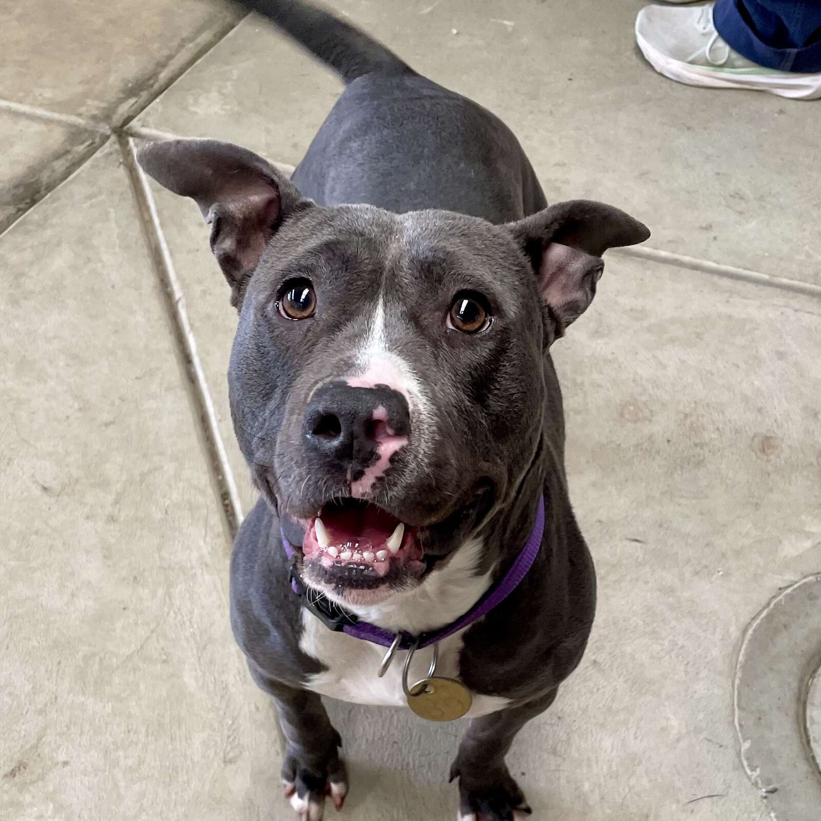 Adopt Yuki: affectionate Staffy ready for her forever home | Dairy News ...