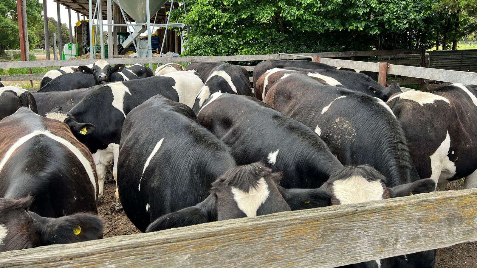 New path for male calves | Dairy News Australia