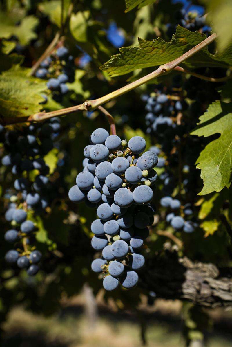 Growing knowledge | Country News