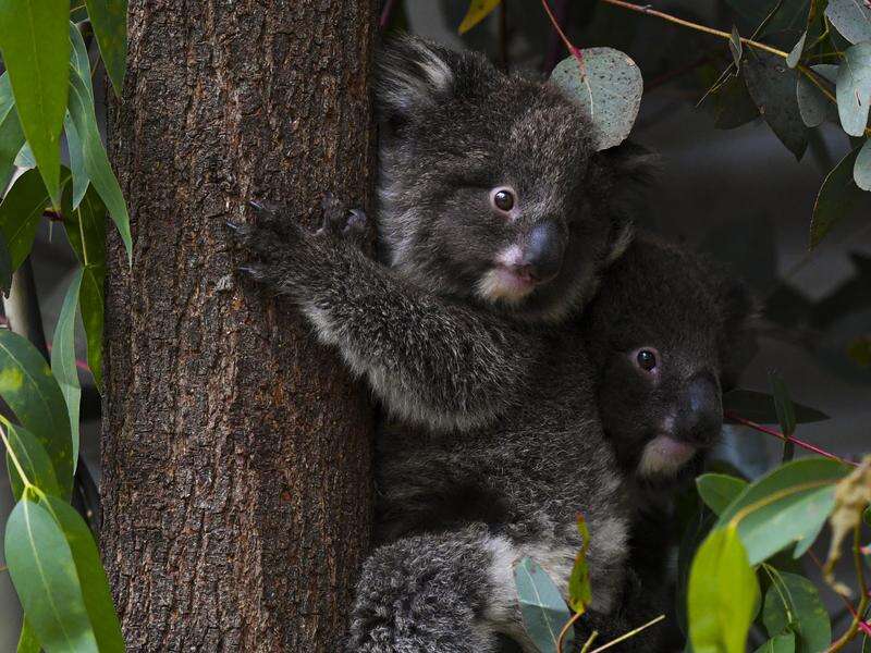 Warning of dire threat to koalas from urban sprawl | Riverine Herald