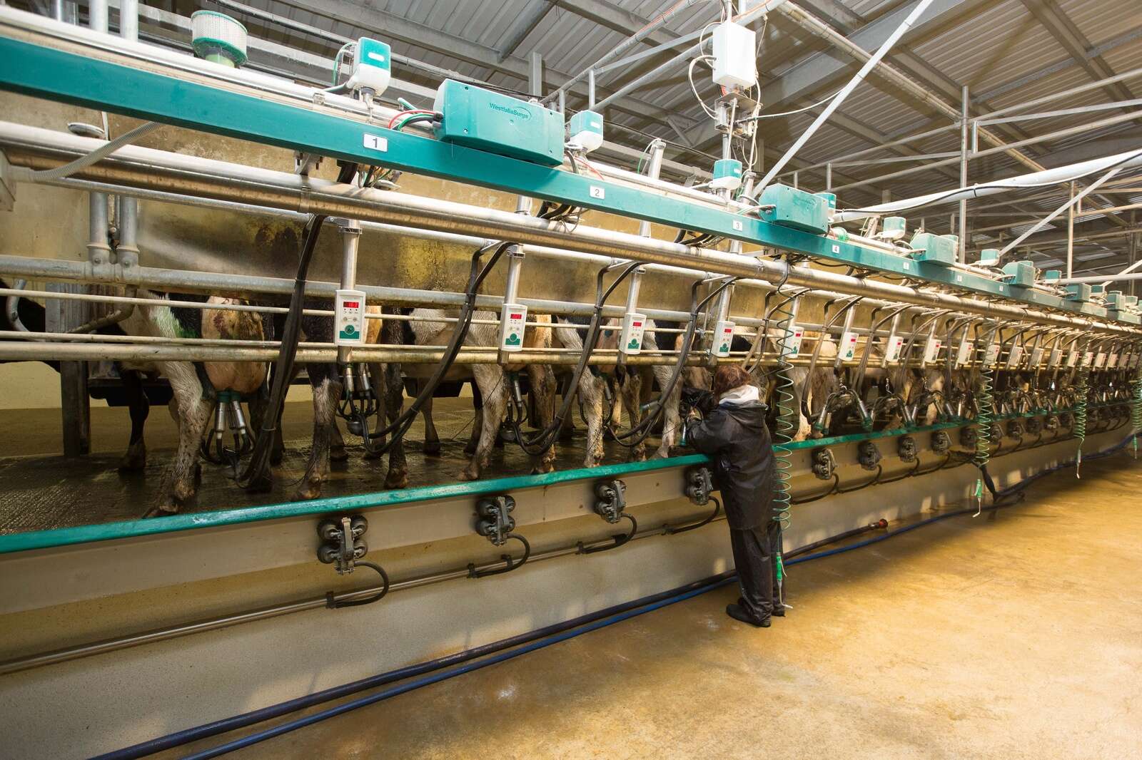 Milking systems need regular maintenance | Dairy News Australia