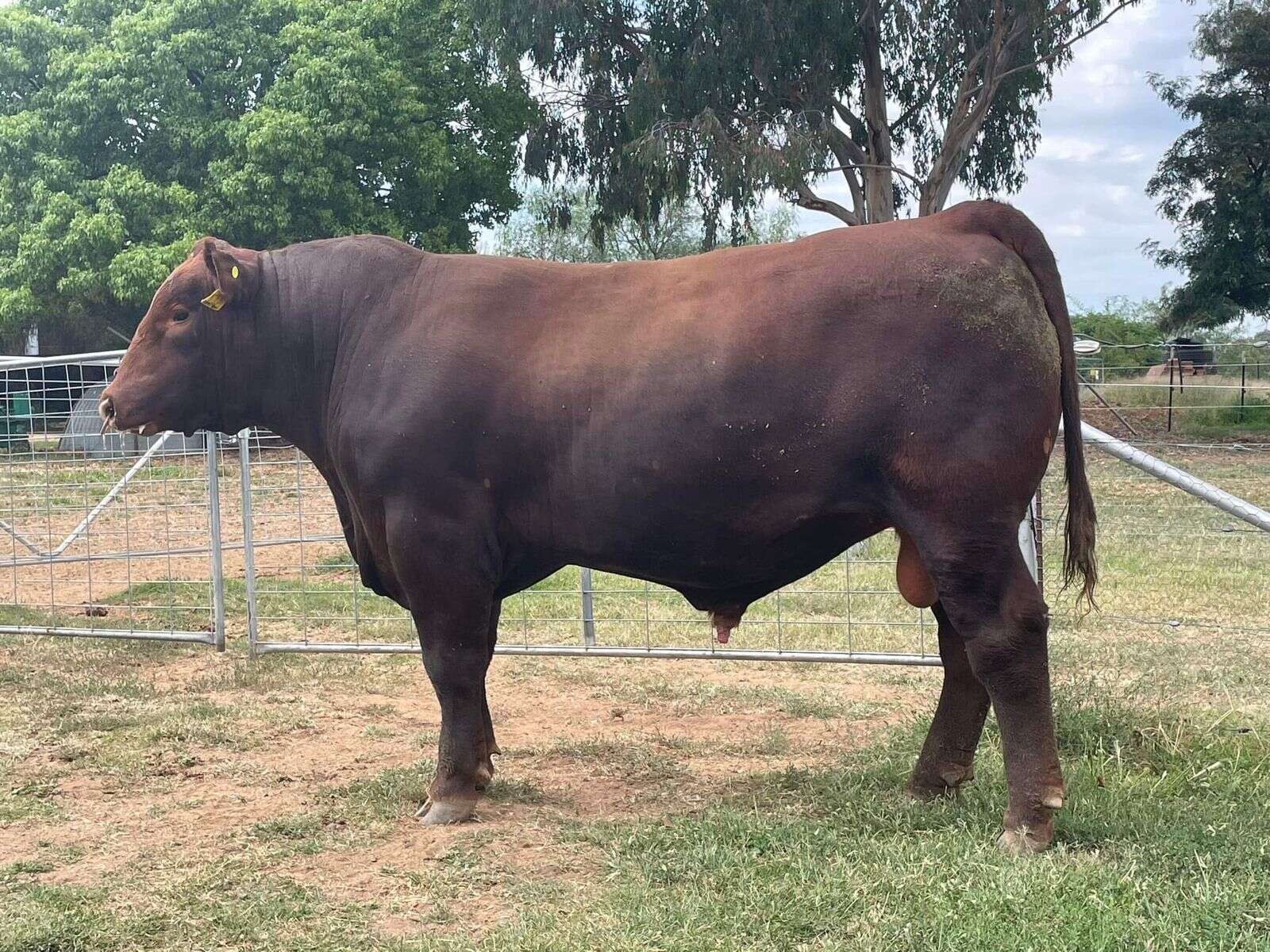 Red Angus sale tops $10,000 | Country News